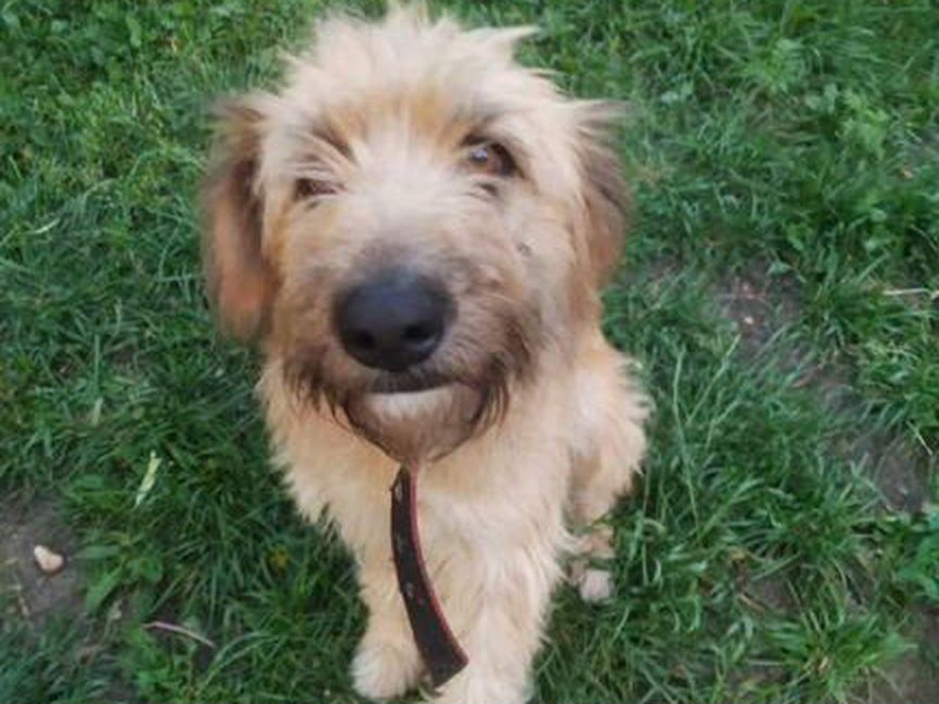 Собака Розочка