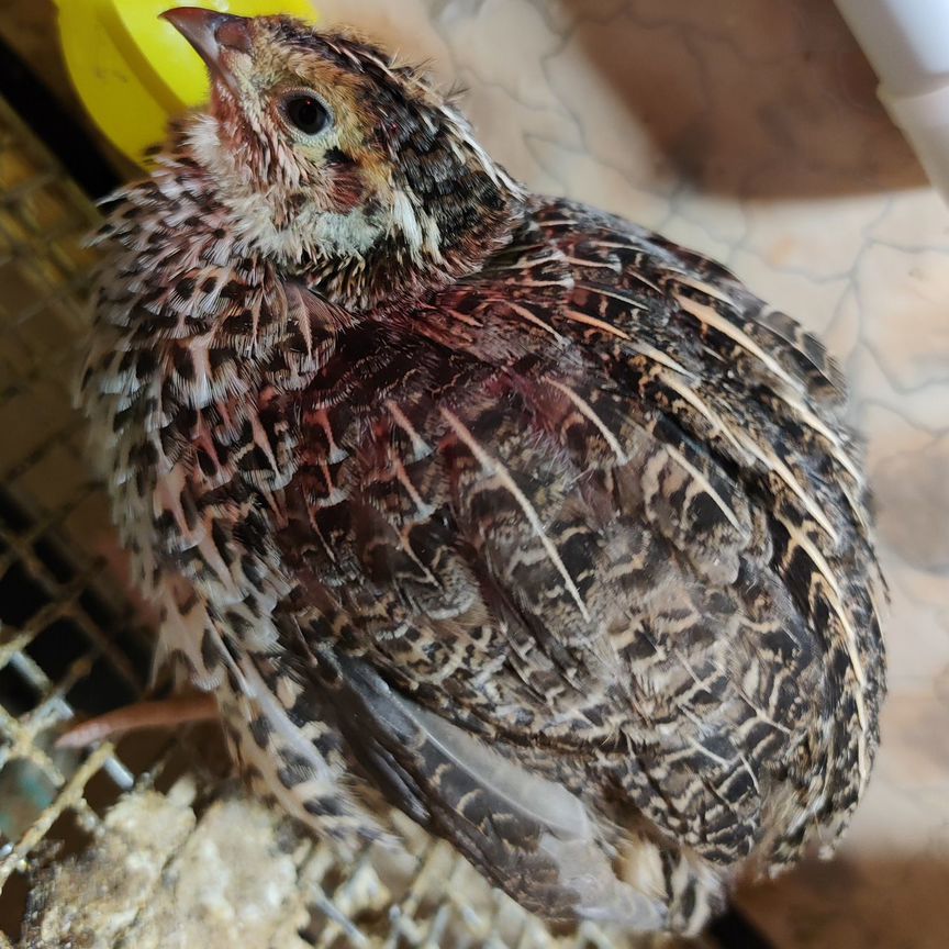 Перепелки разных возрастов, несушки