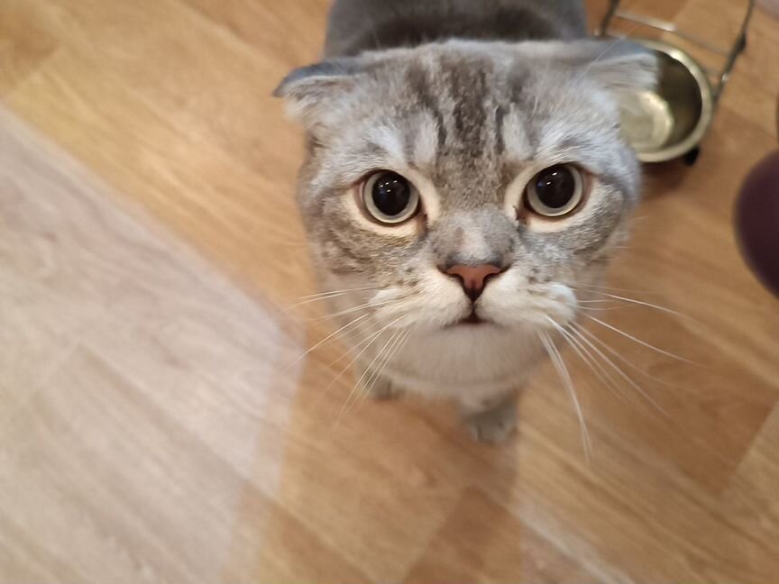 Котята в добрые руки даром бесплатно