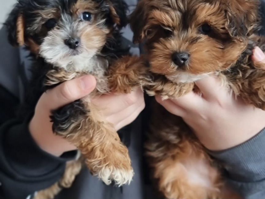 Чудесные детки Мальтипу