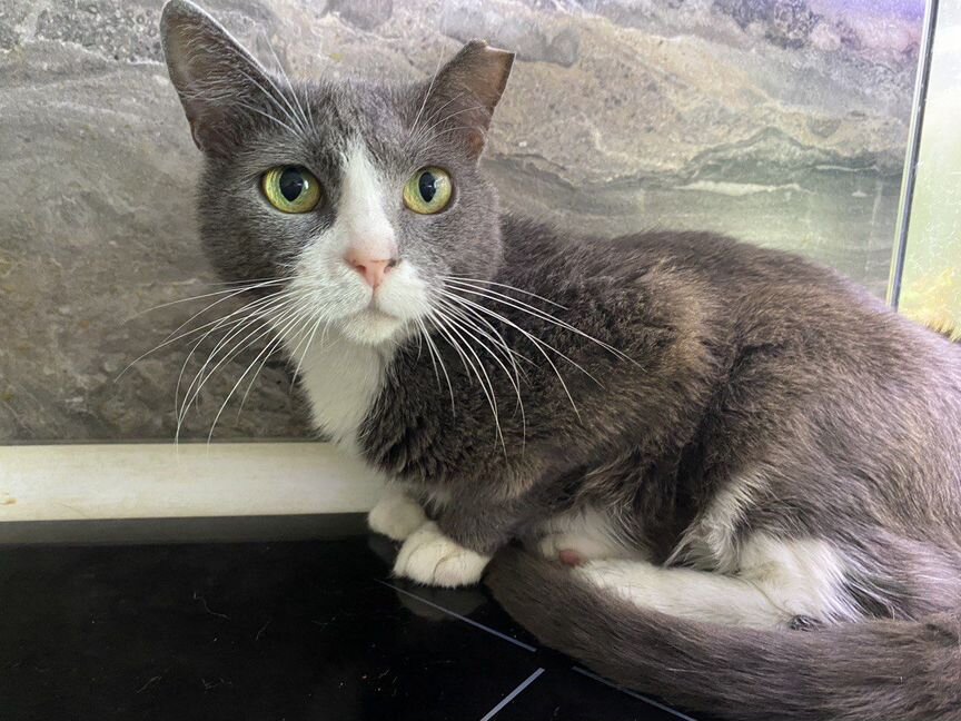 Бывшая приютская кошечка Дымка