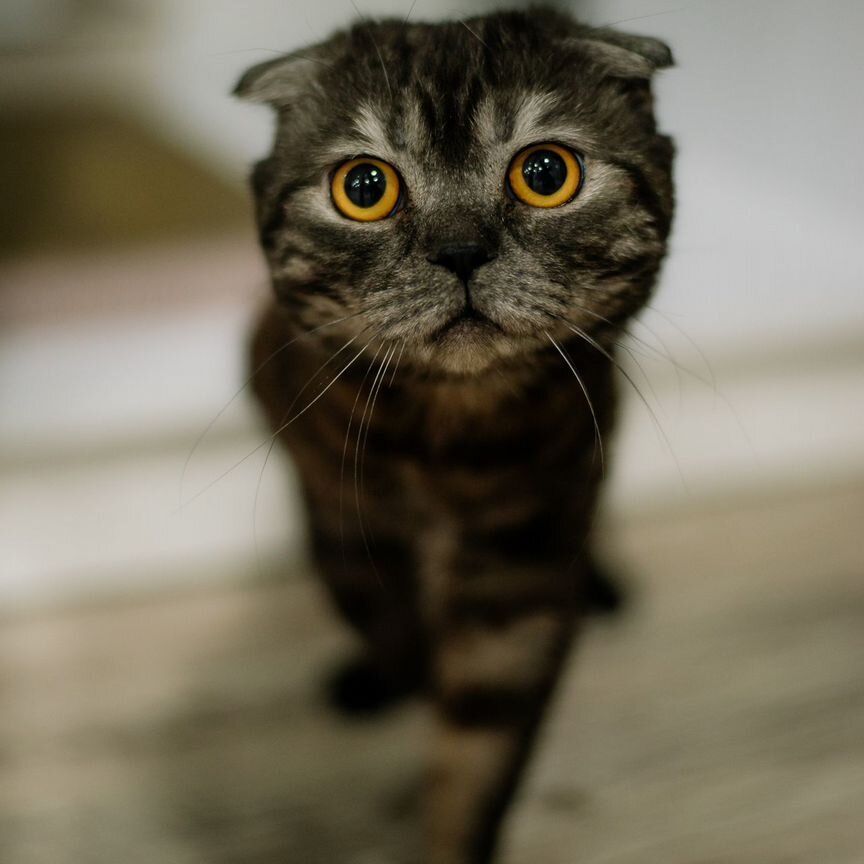 Шотландский вислоухий короткошёрстный, взрослый кот