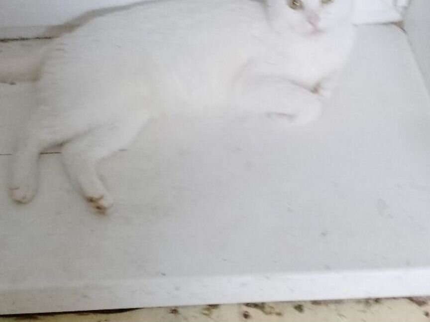 Кошка в добрые руки