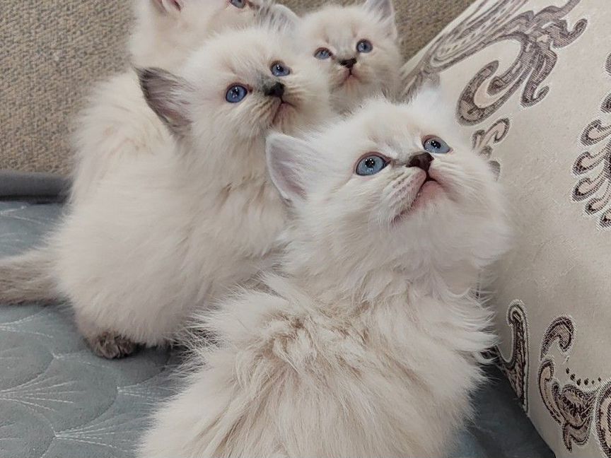 Принимаю бронь на котят