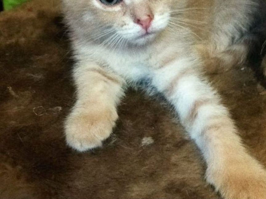 Рыжие котята в добрые руки