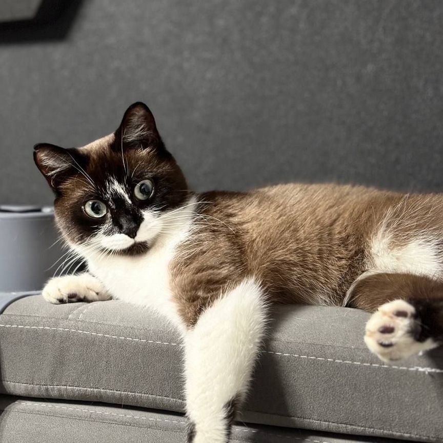 Сноу-Шу, взрослая кошка