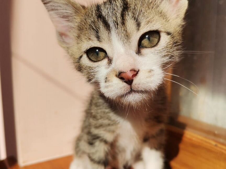 Котенок в добрые руки