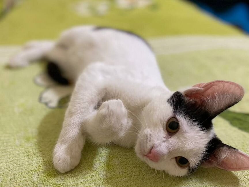 Ласкун невозможный, меленький котенок 2,5 месяца