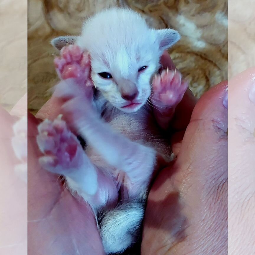 Ориентальный котёнок