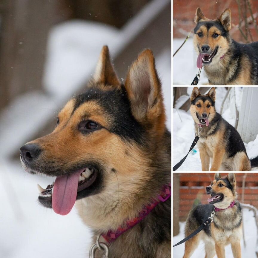 Отдам собаку в добрые руки