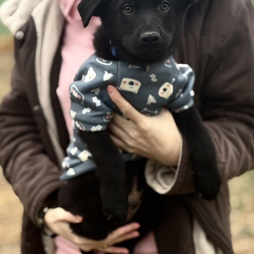 Щеночки 3 месяца