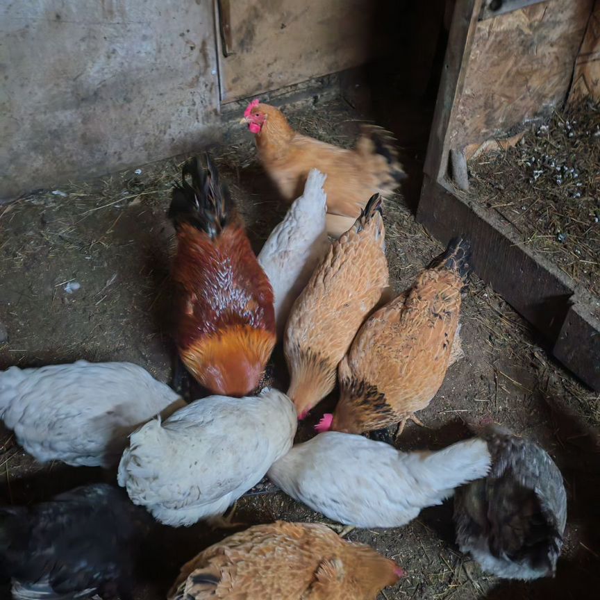 Продам кур несушек