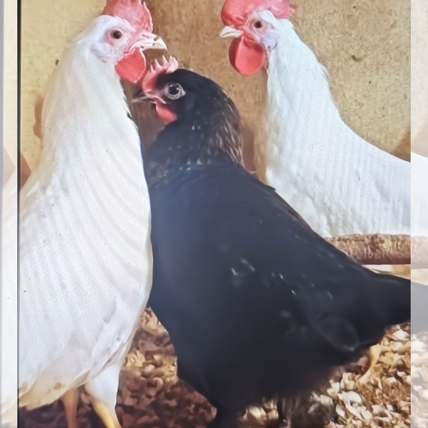 Молодые петушки Леггорна и Марана черно-медного