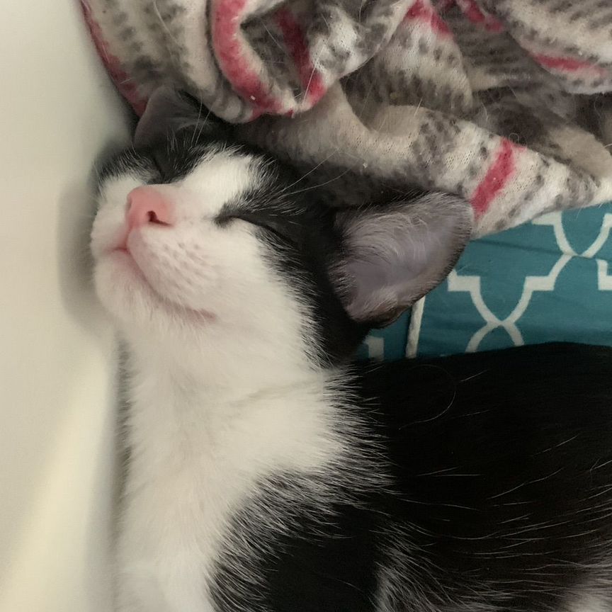 Кошка в добрые руки