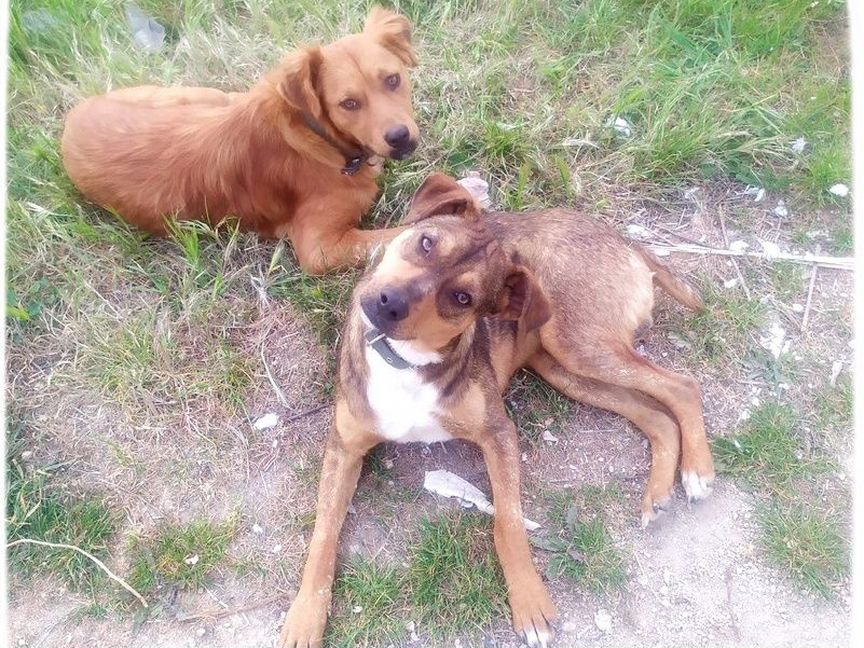 Их предали люди. Ищем дом двоим мальчикам