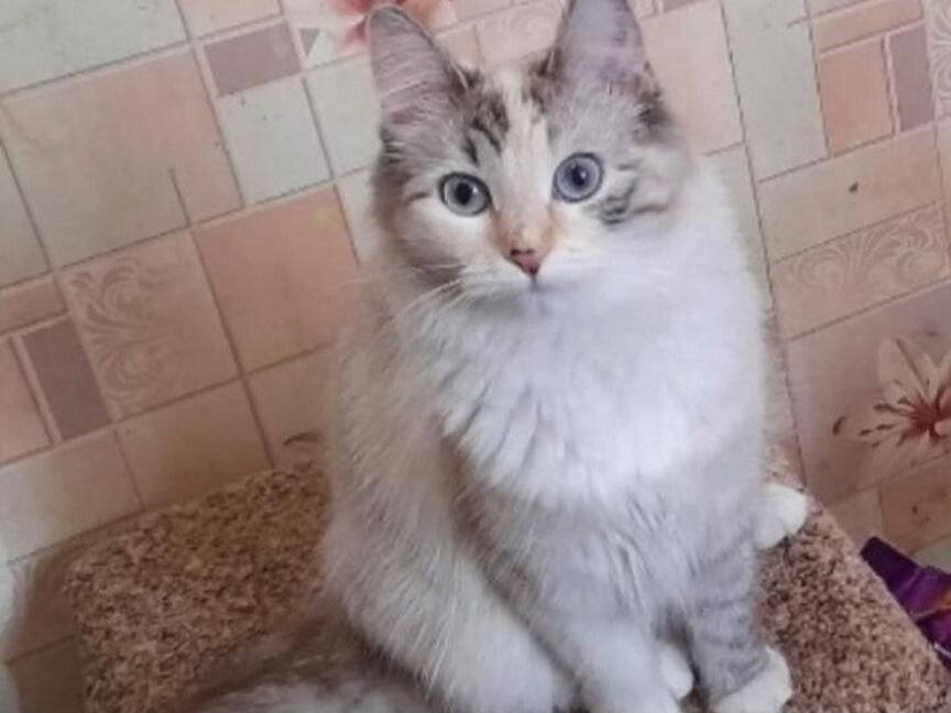 Кошка невская маскарадная вязка