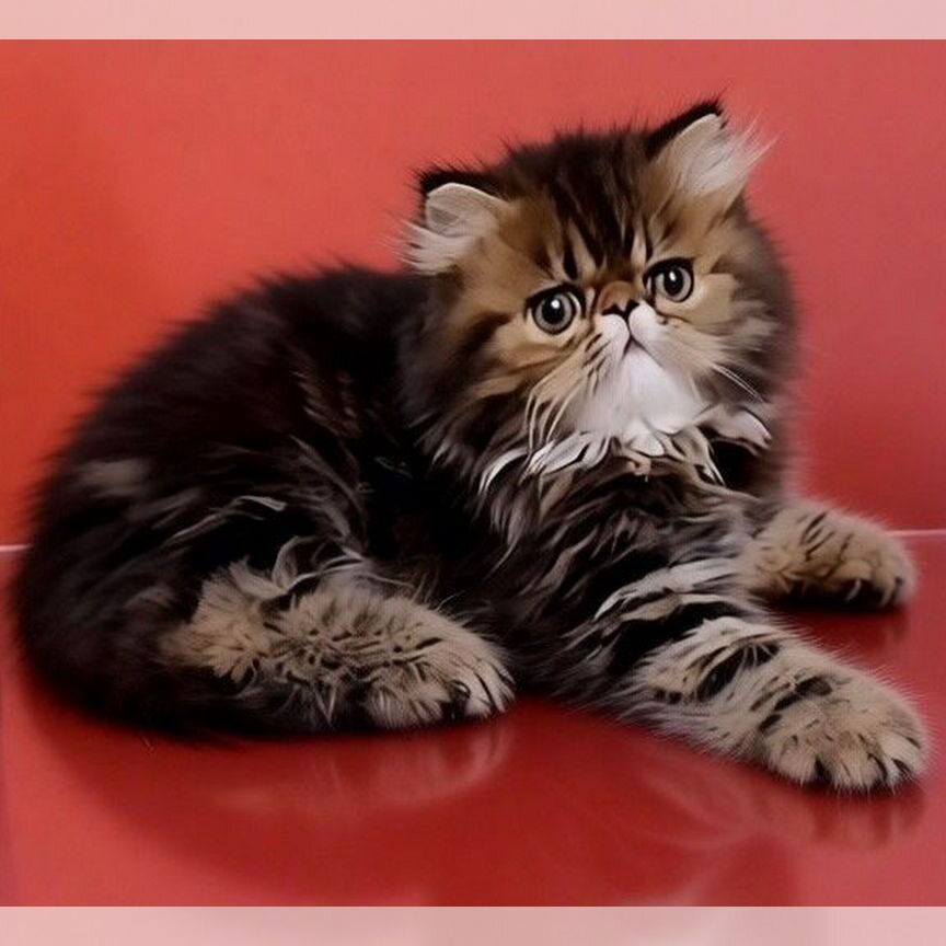 Котёнок от частного владельца