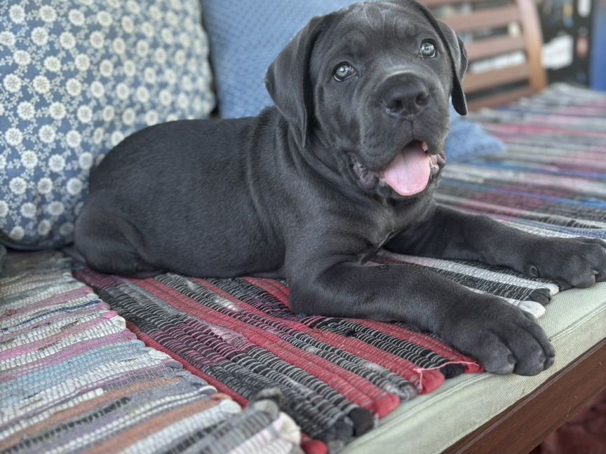 Кане Корсо щенки 2 девочки