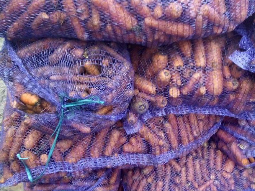 Морковь кормовая, картофель нестандартные