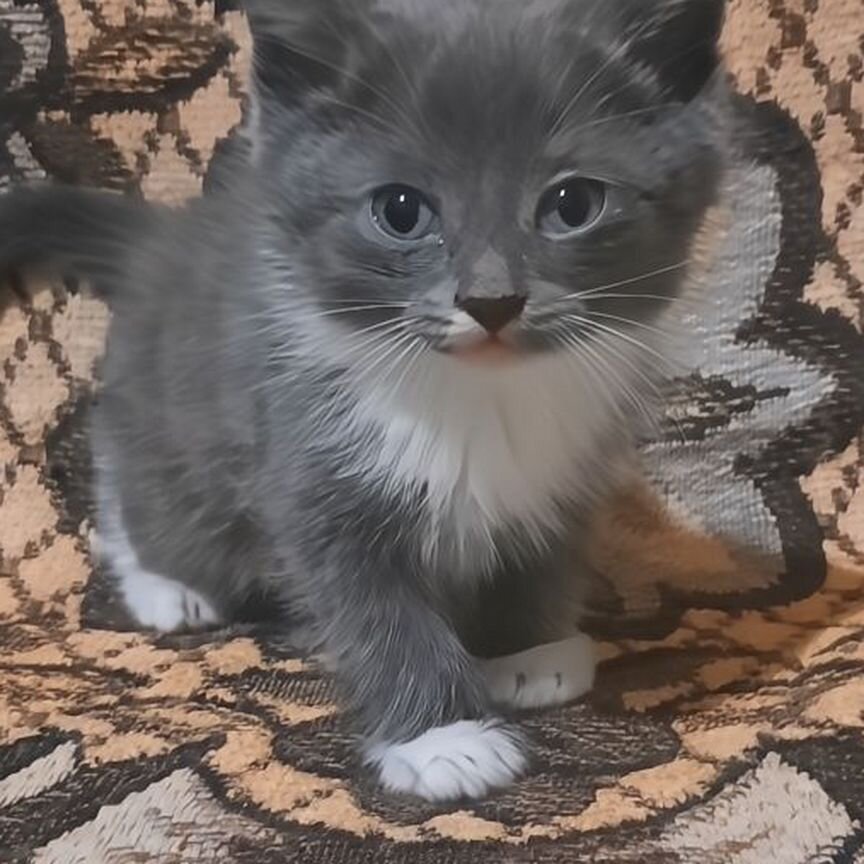 Сибирский котёнок