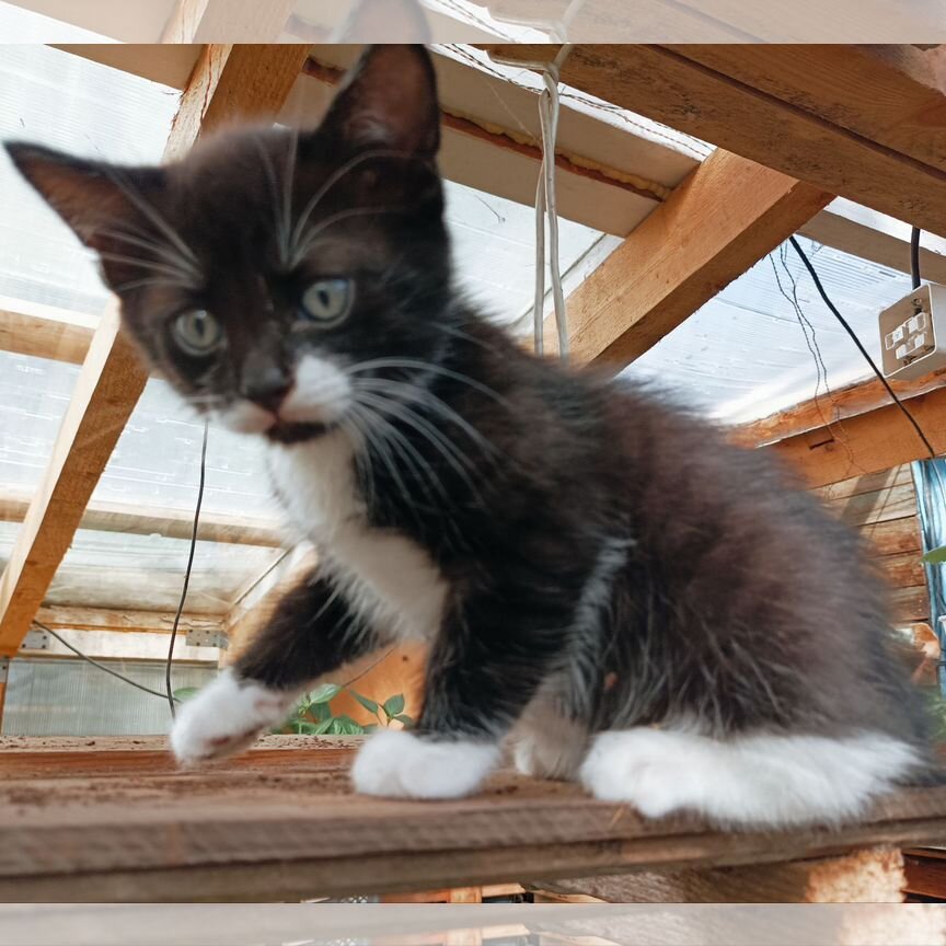 Котёнок в добрые руки