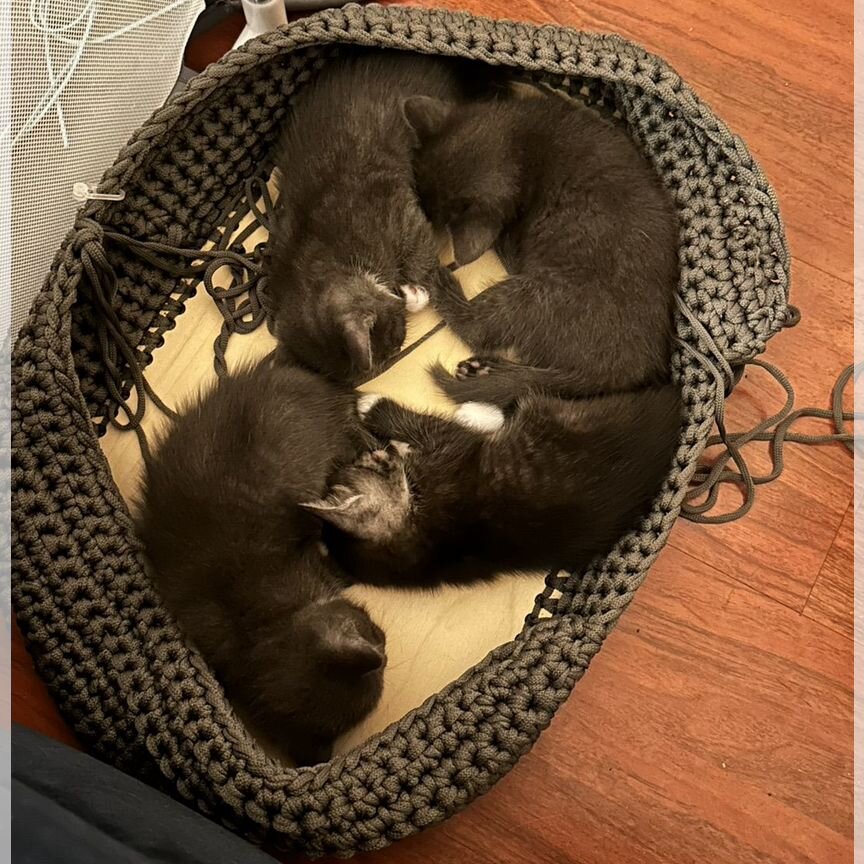 Отдам котенка в добрые руки