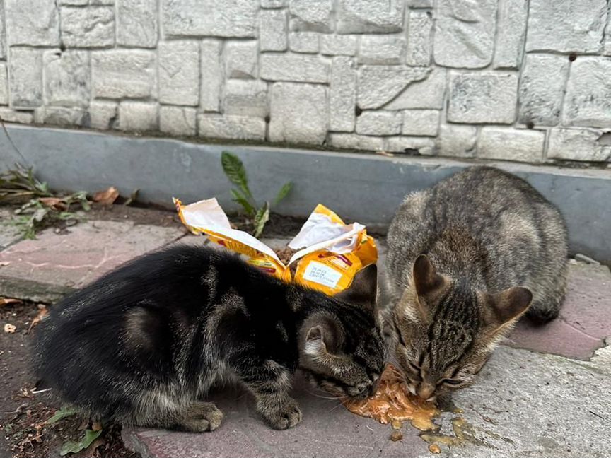 Красивые кошка и котенок на улице