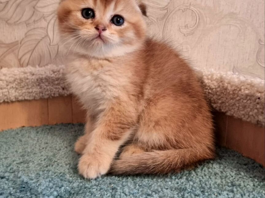 Шотландские золотые котята