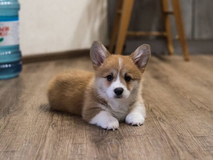 Вельштерьер