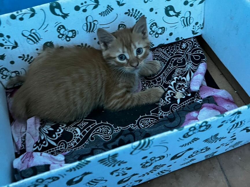 Кошка