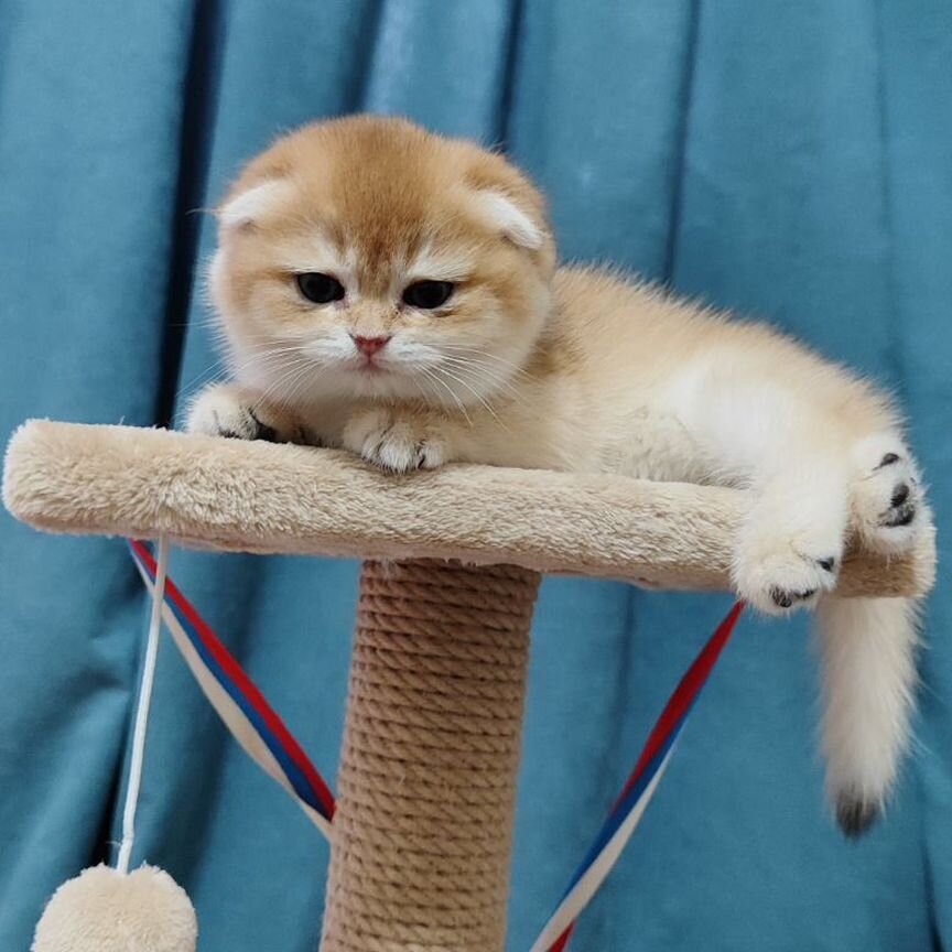 Котята золотая шиншилла