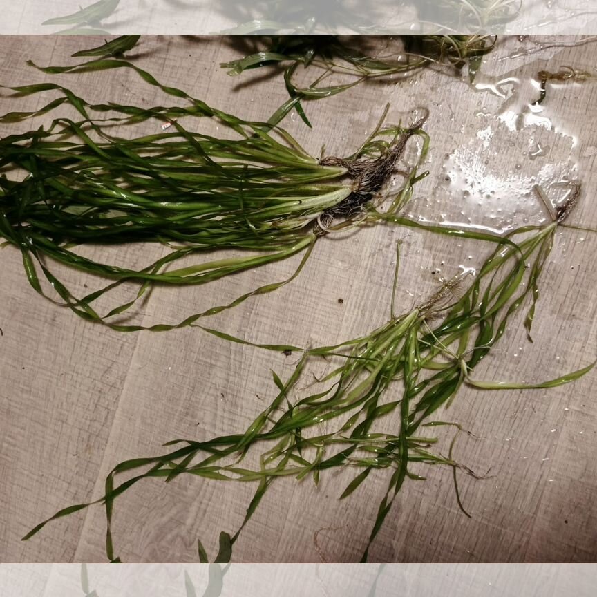 Аквариумные растения