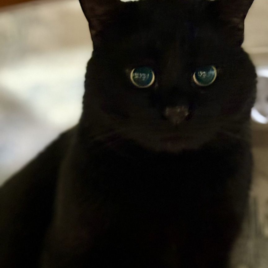 Котик в добрые руки
