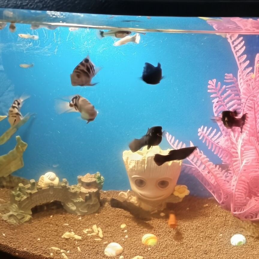 Моллинезии черная