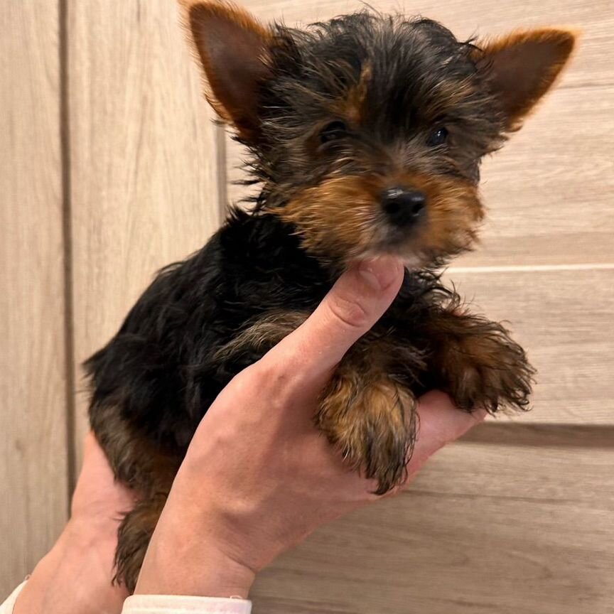 Йоркширский терьер, щенок