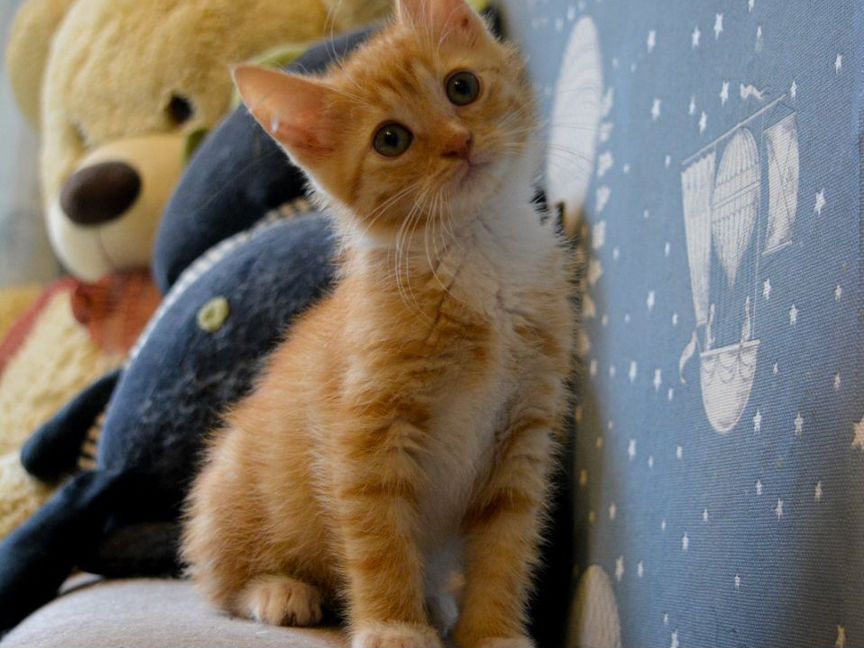 Котята в самые добрые и заботливые руки