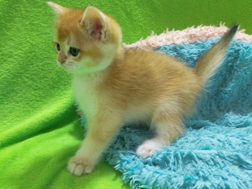 Котик бриташечка