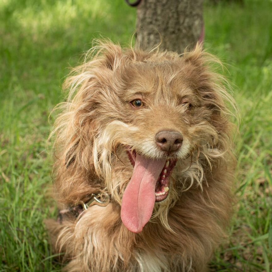Очаровательный пёс - лохматик ждёт в приюте