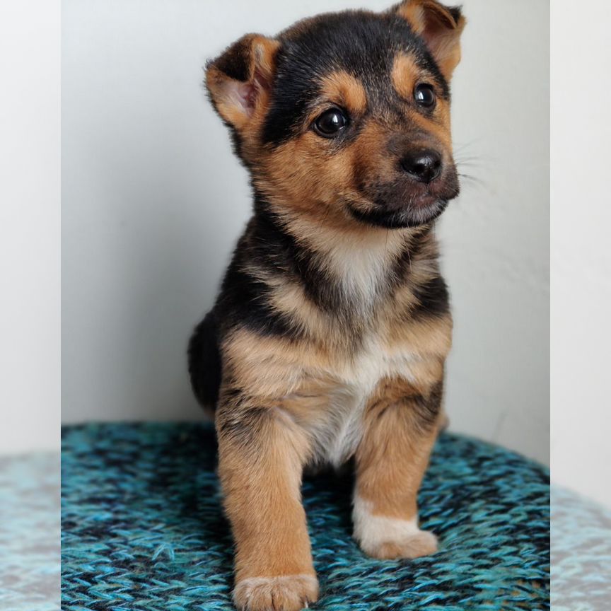 Щенок в добрые руки