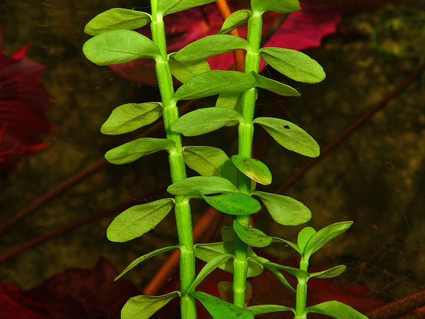 Аквариумные расстения