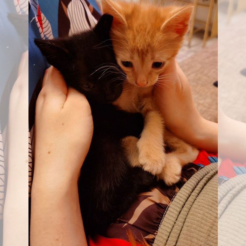 Котёнок в добрые руки