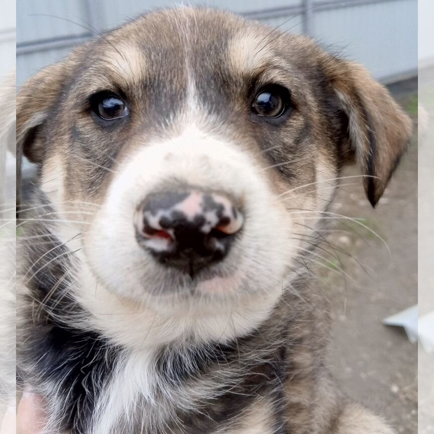 Собака в добрые руки отдам бесплатно