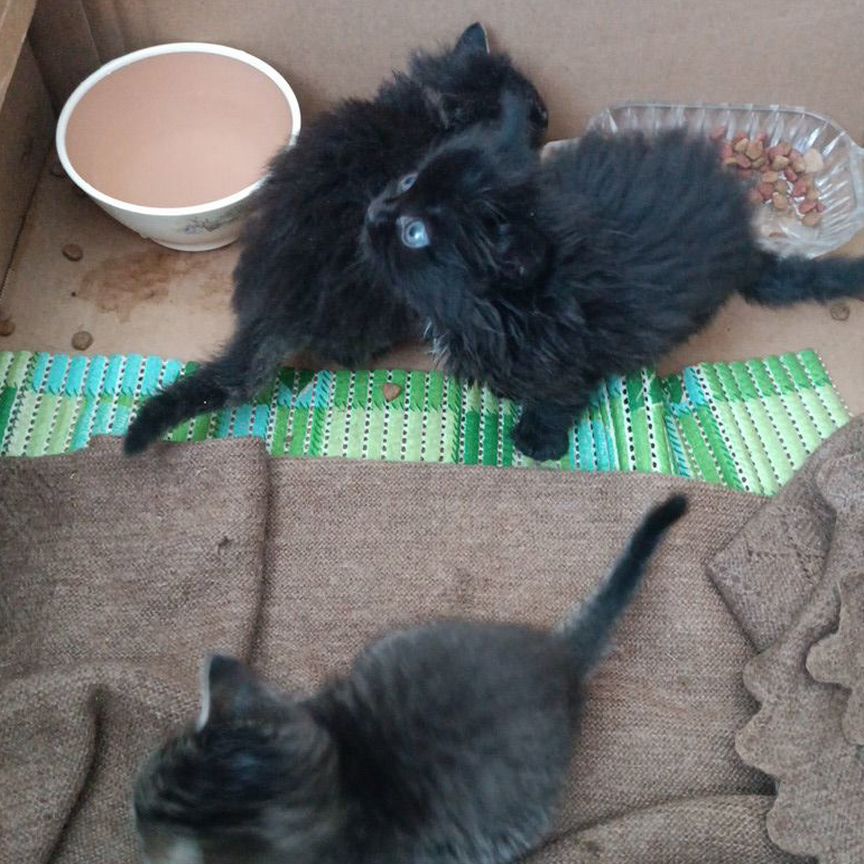 Сибирский котёнок