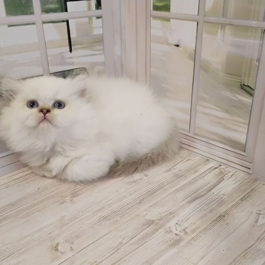 Шотландский прямоухий длинношёрстный котёнок