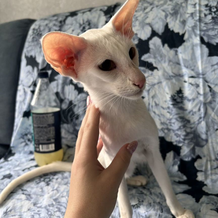 Ориентал девочка