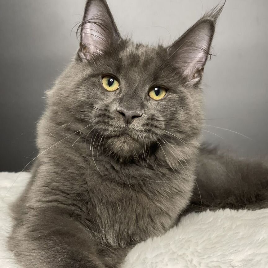 Мейн-кун голубой солид