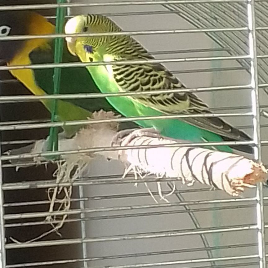 Волнистый попугай