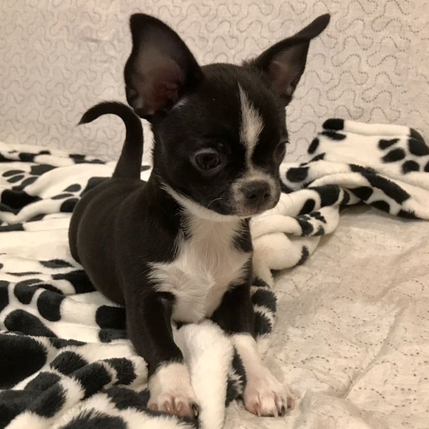 Чихуахуа девочка