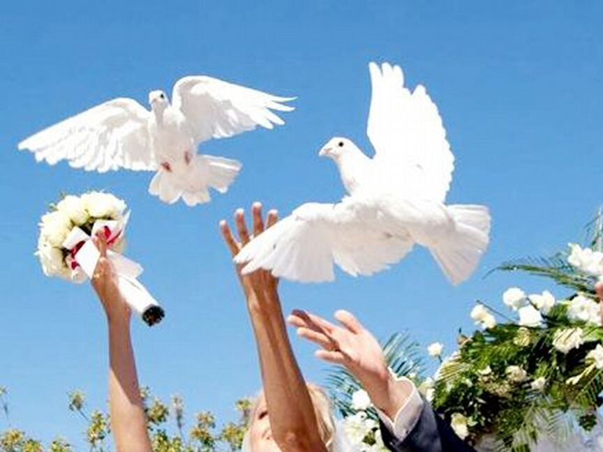 Голуби на любой праздник