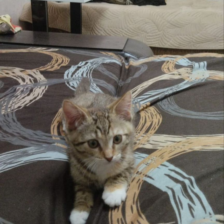 Отдам бесплатно кошечку,4 месяца